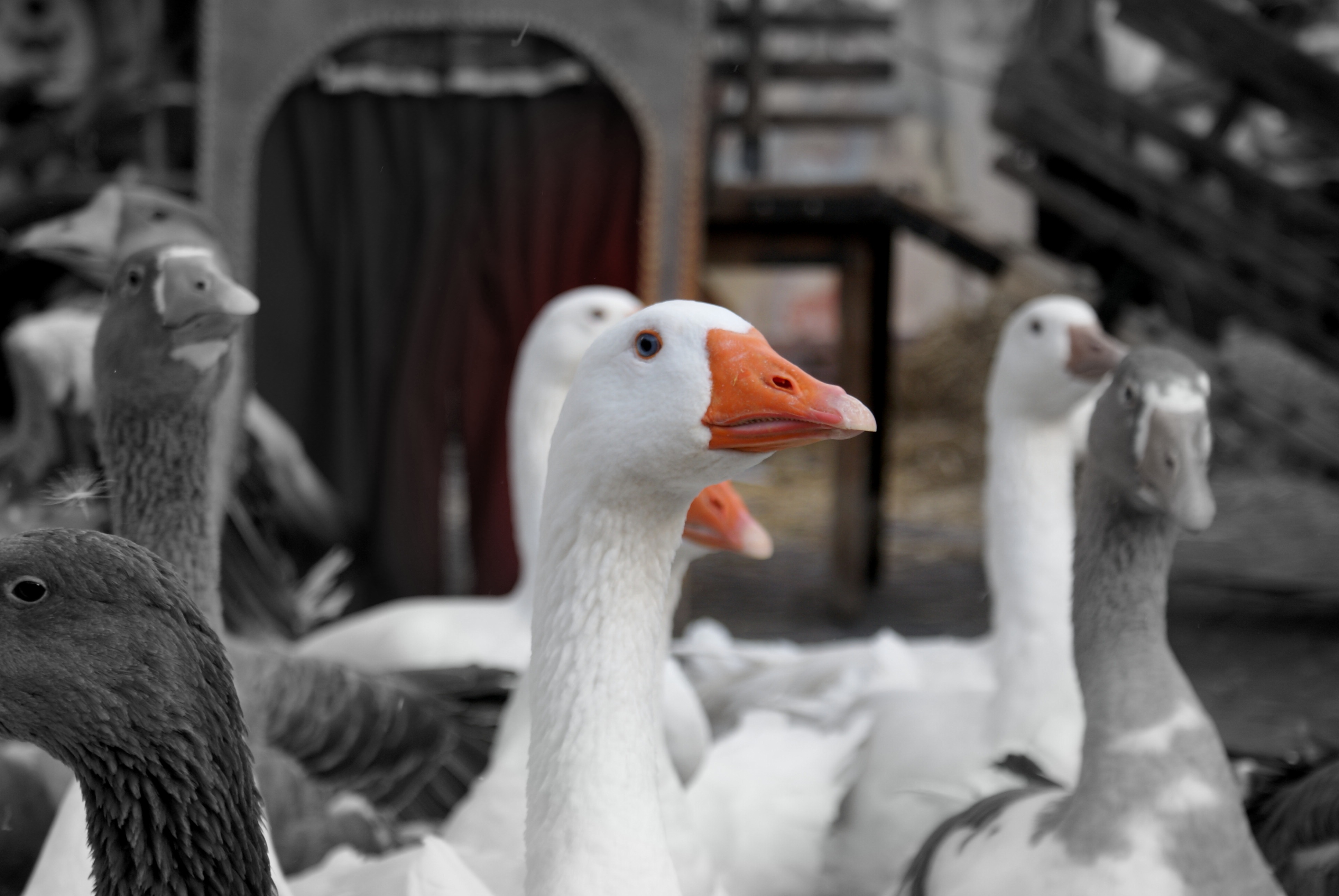 Goose Animal Farm free image download