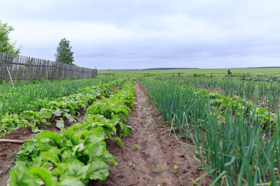 Vegetable farming garden free image download