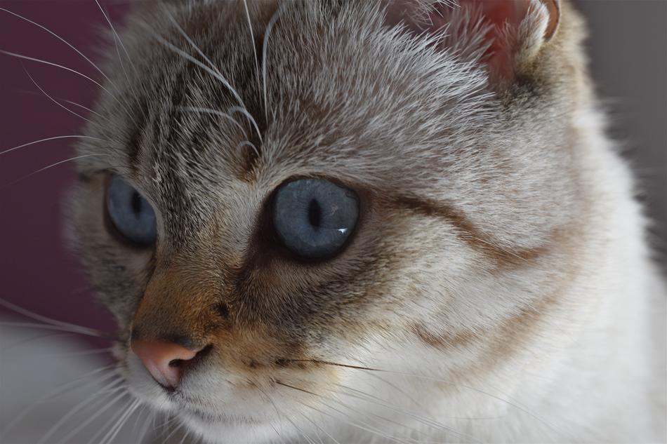 Cat Look Feline free image download