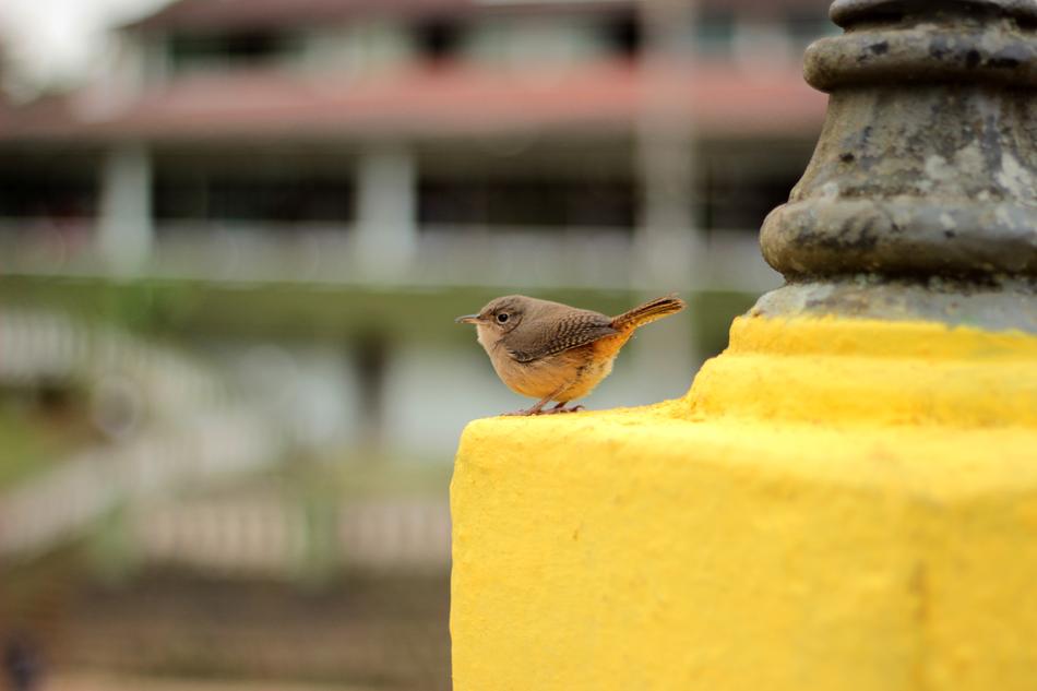 Bird Small City free image download