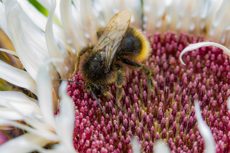 Insect Bee Arthropod free image download