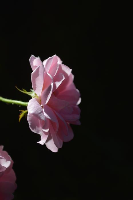 Roses Lovely Day free image download