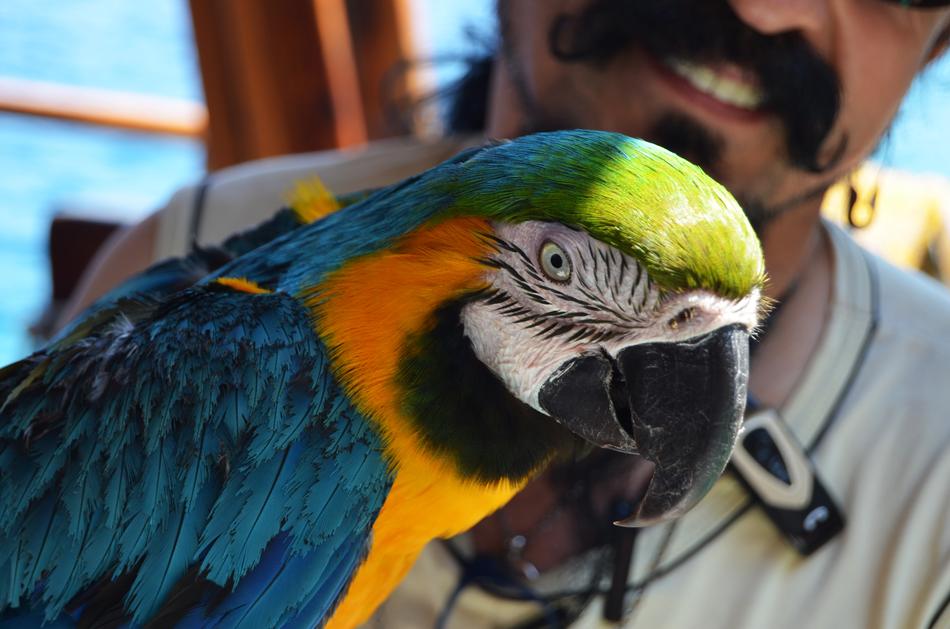 Parrot Colors Color free image download