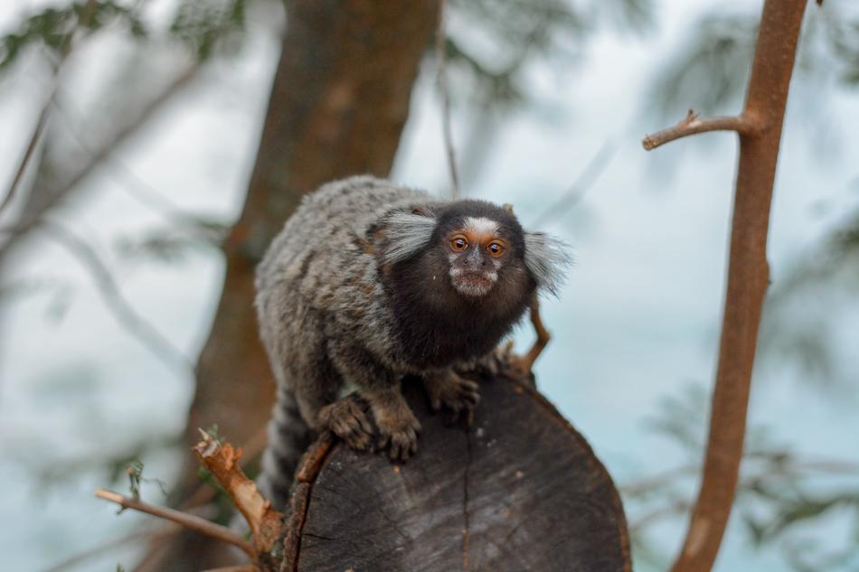 Mico Monkey Animal free image download