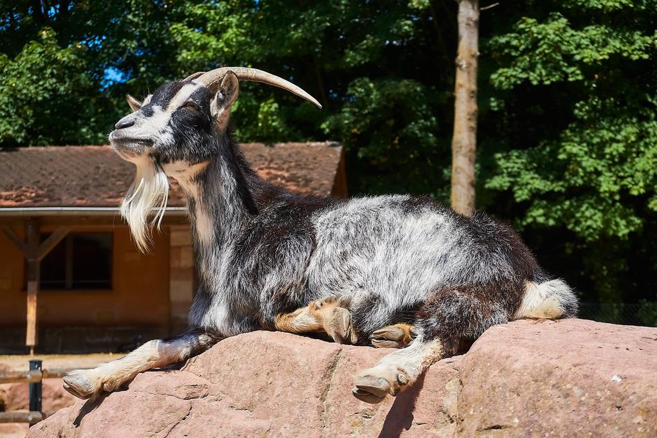 Goat Petting Zoo Animal free image download