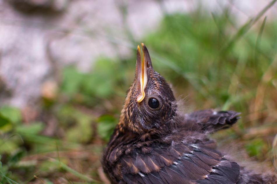 Blackbird Chicken Bird free image download