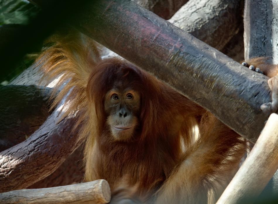 Animal Monkey Orangutan The free image download
