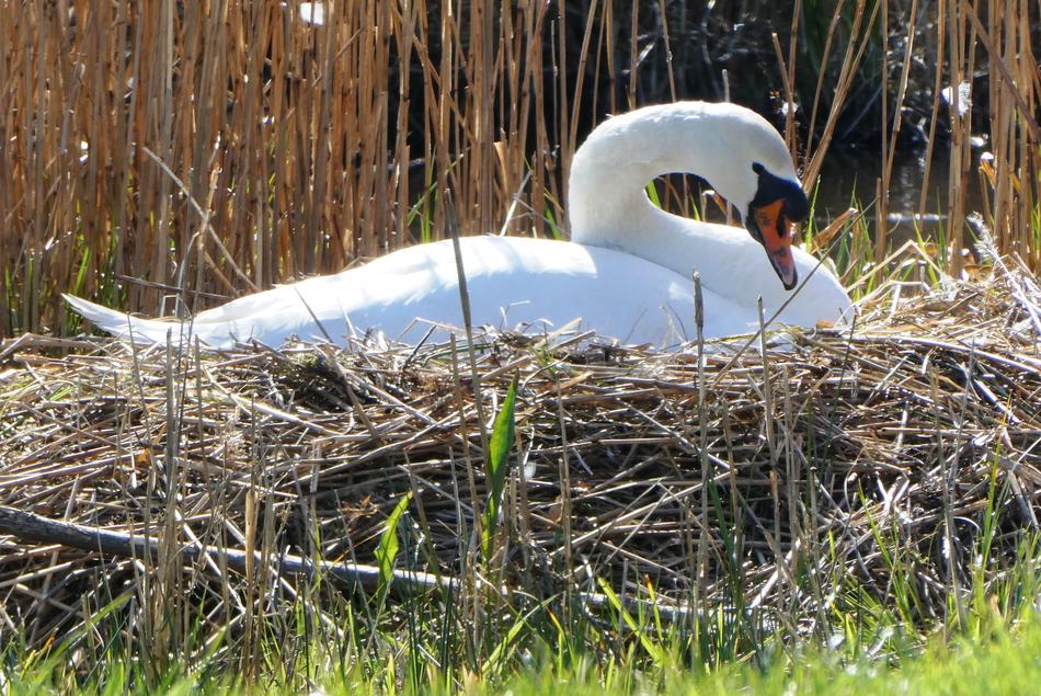 Swan lying in the nest free image download