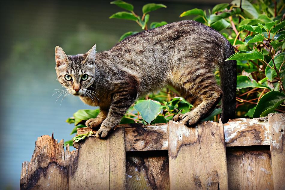 Cat Animal Mackerel free image download