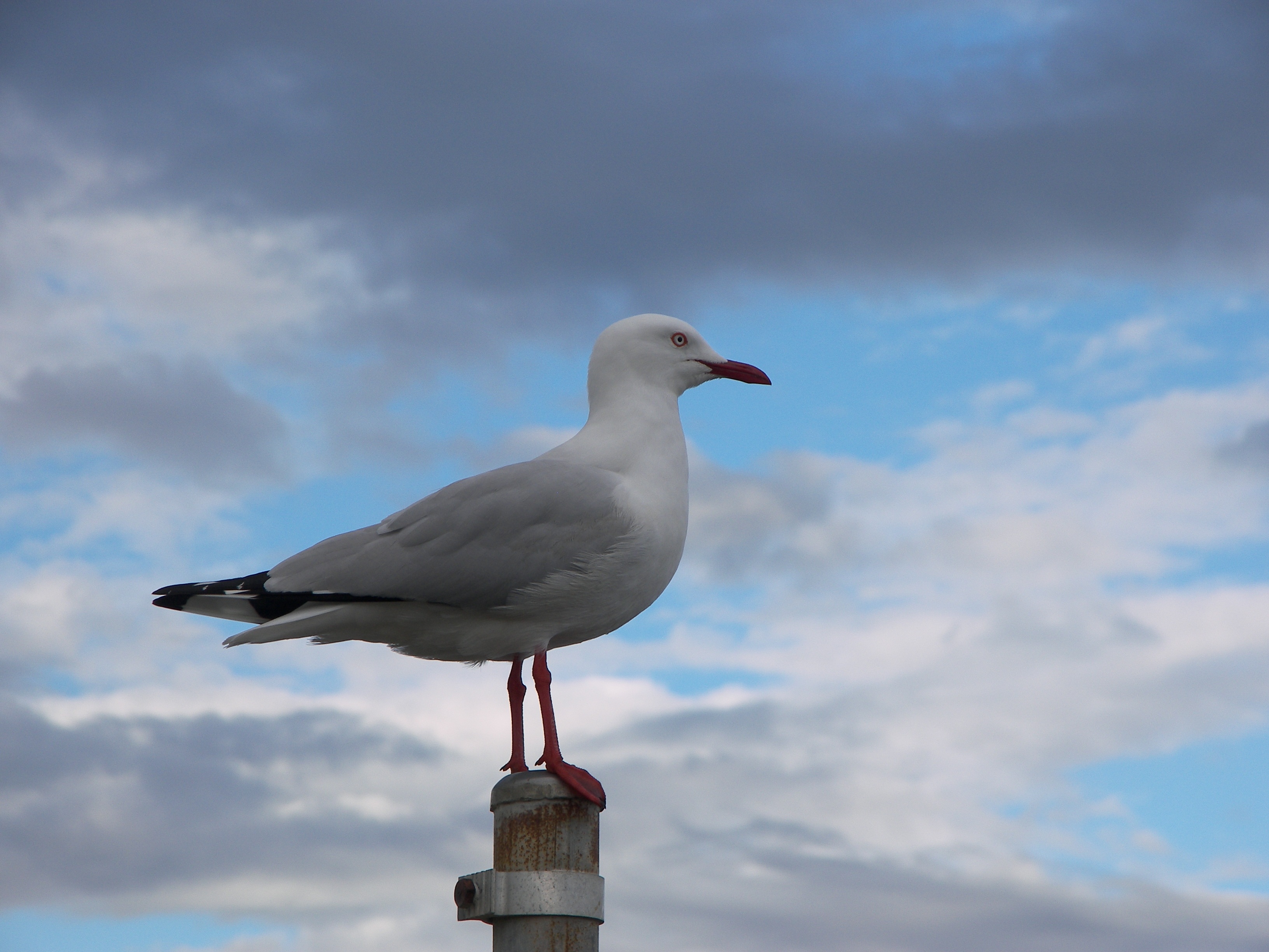 Seagull Bird Sky free image download