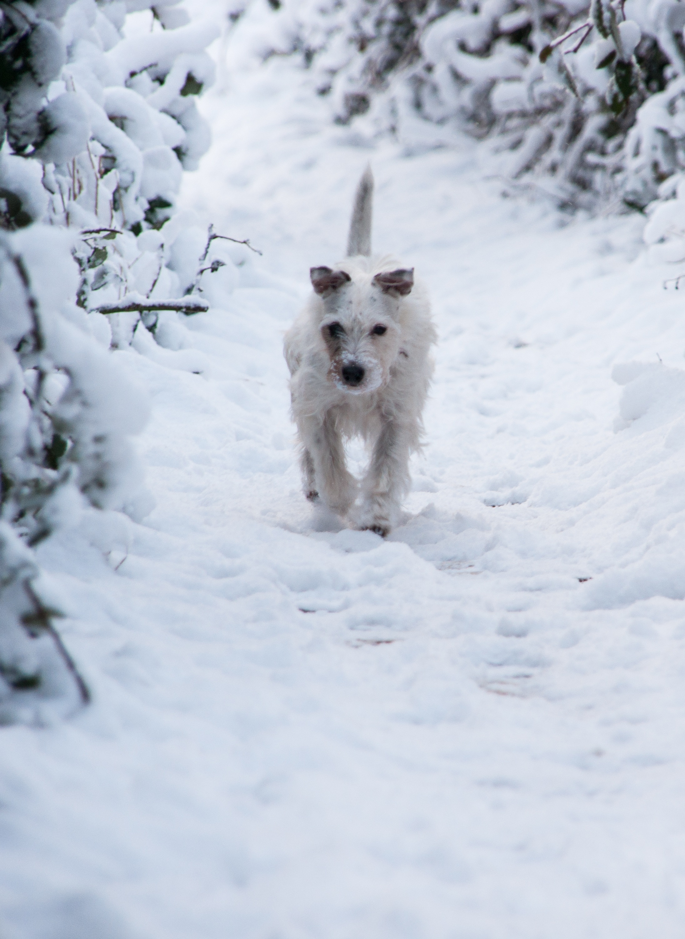 Dog Snow Doggy Style free image download
