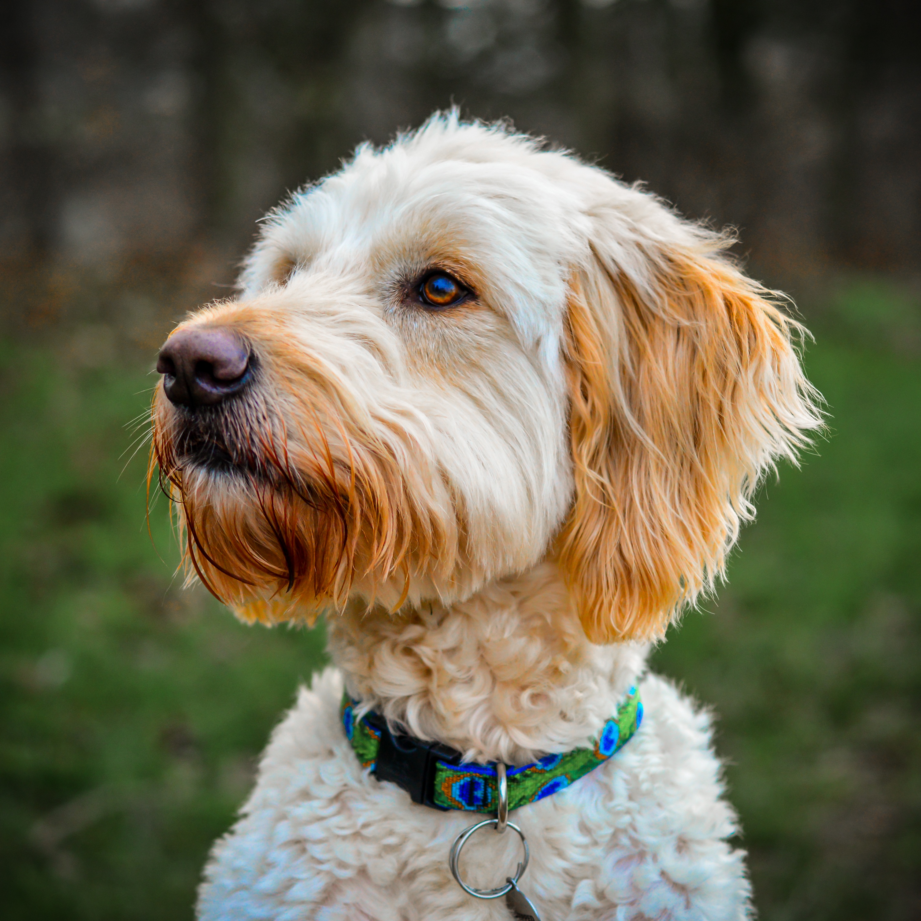 Golden Doodle Portrait Dog free image download