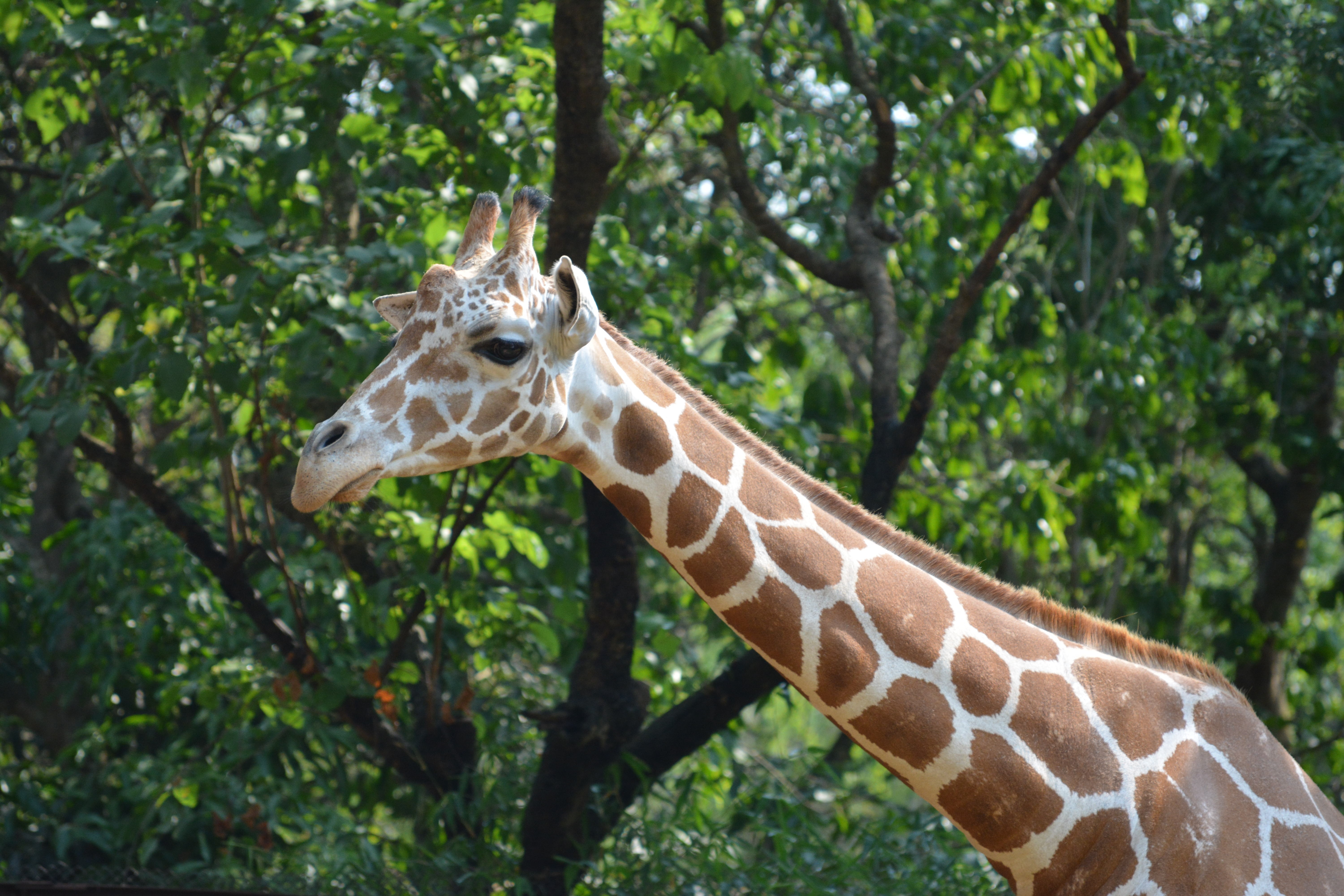 Giraffe Wild Animal free image download