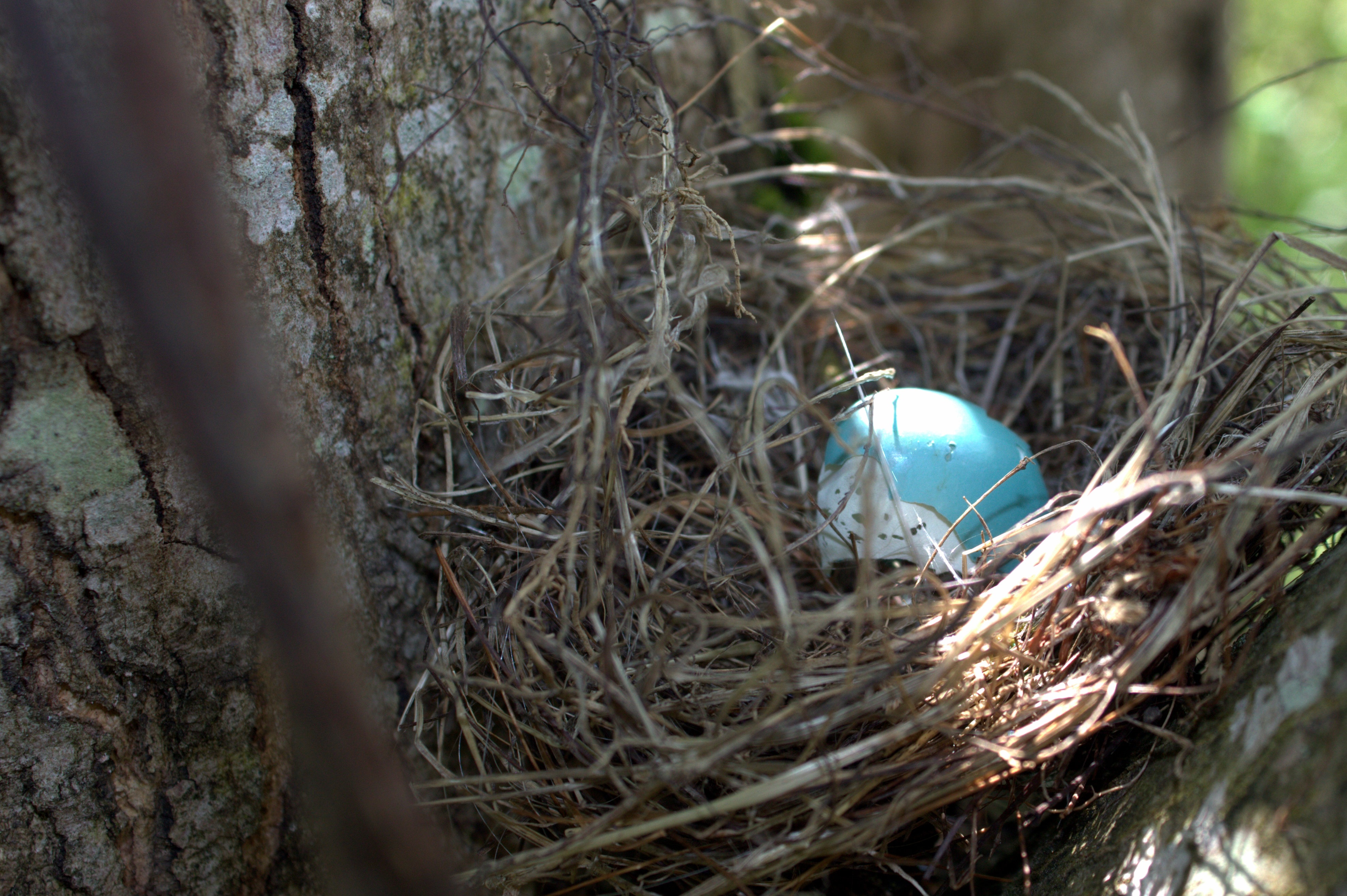Egg Robin Nest free image download