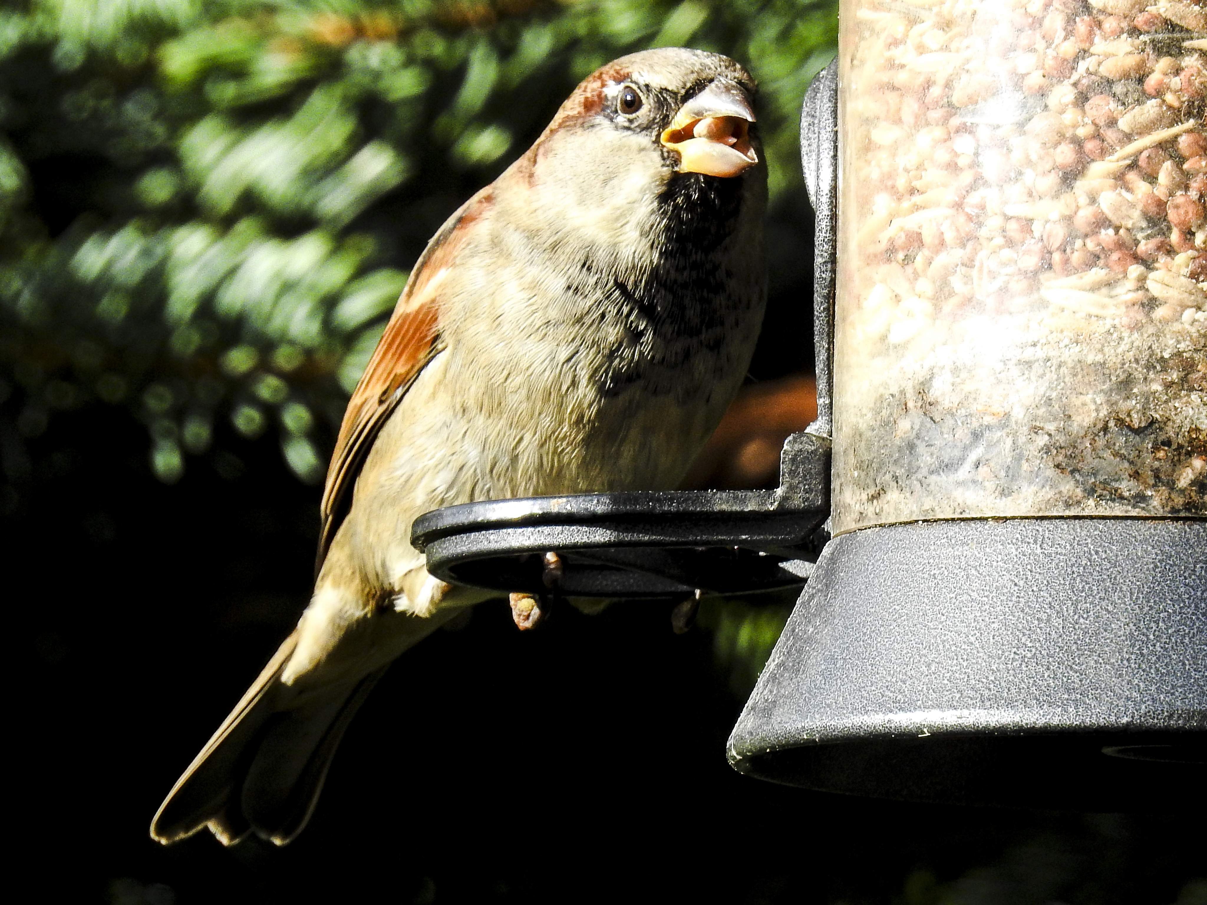 House Sparrow Sperling Bird free image download