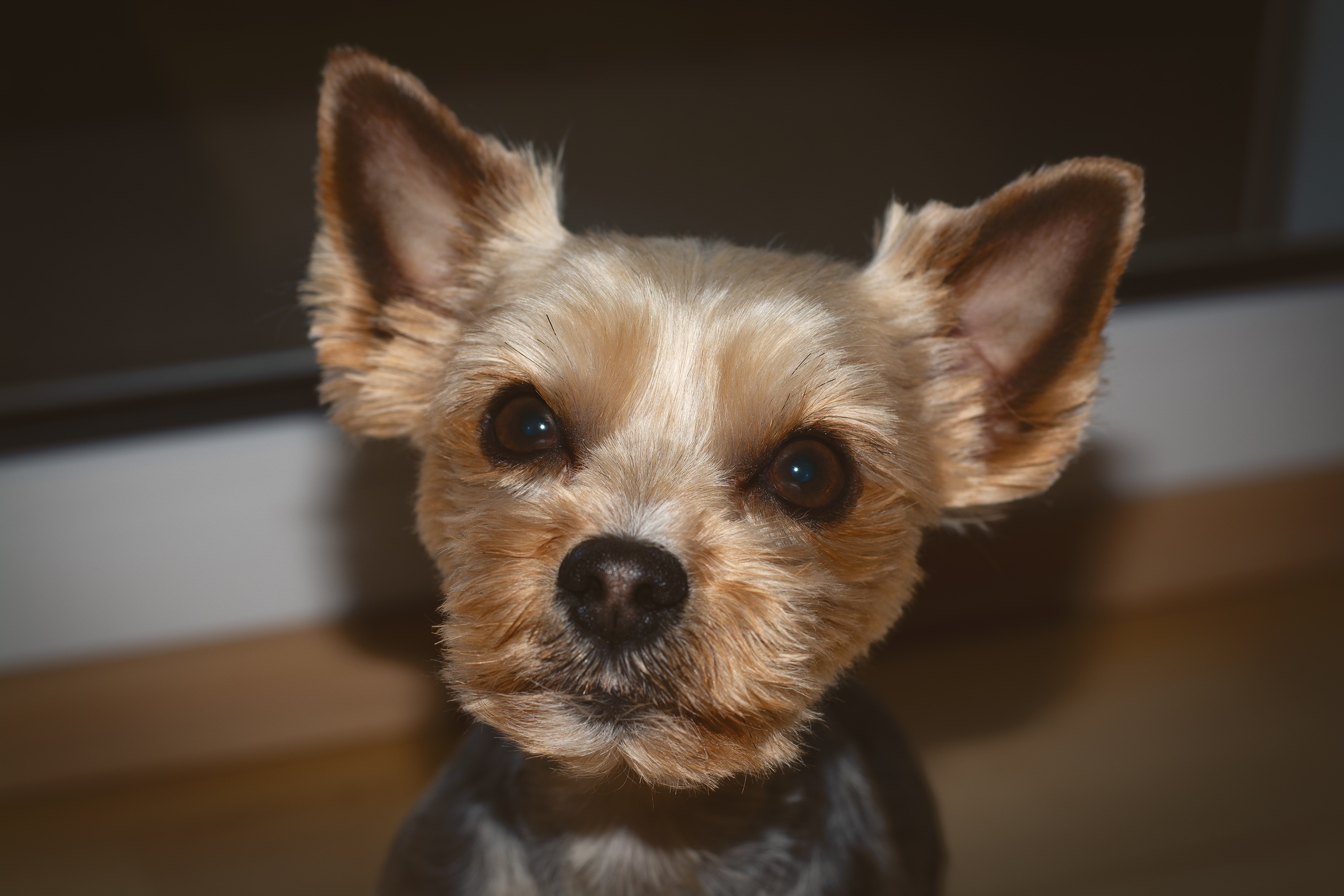 Dog Yorki Yorkshire free image download