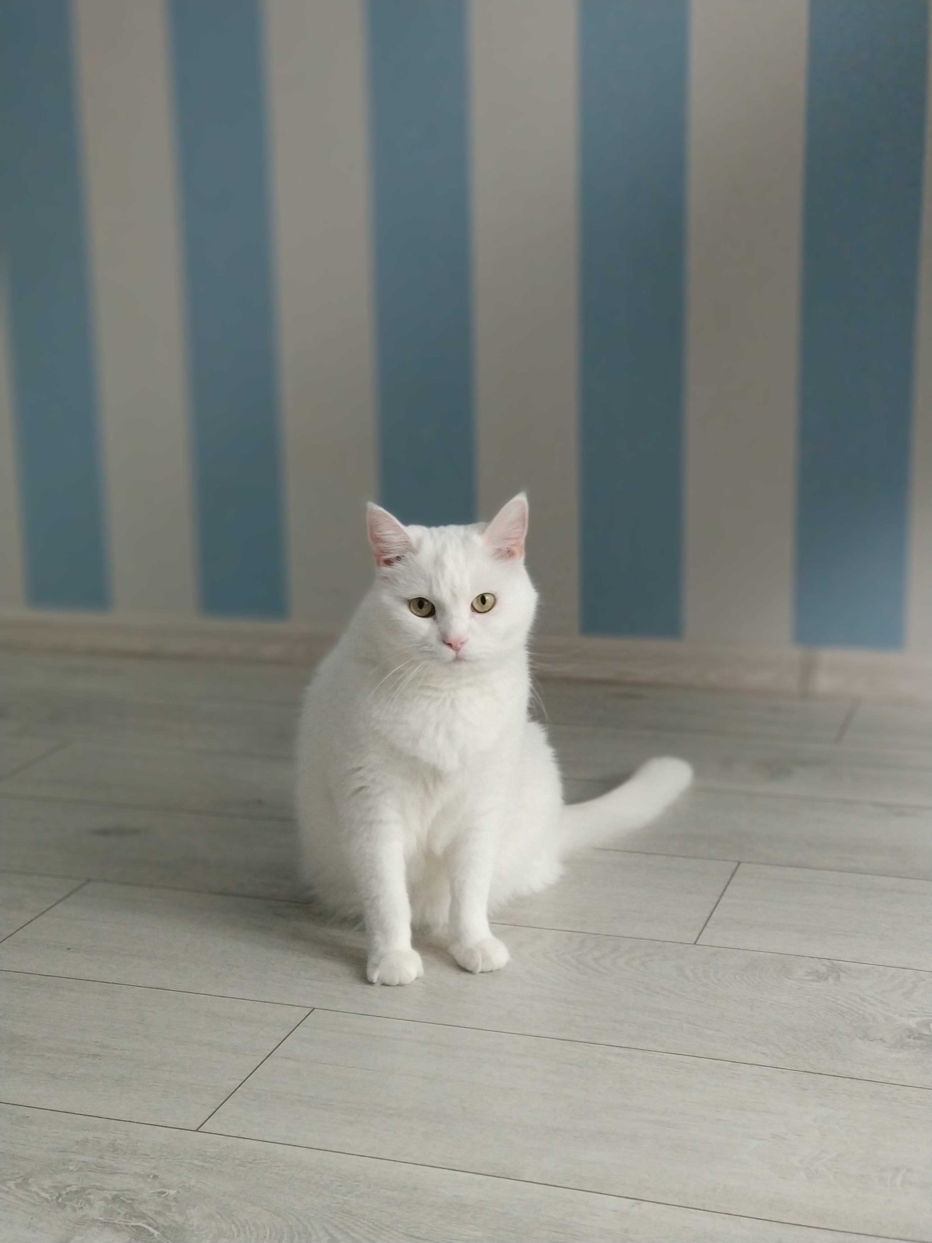 White Cat free image download
