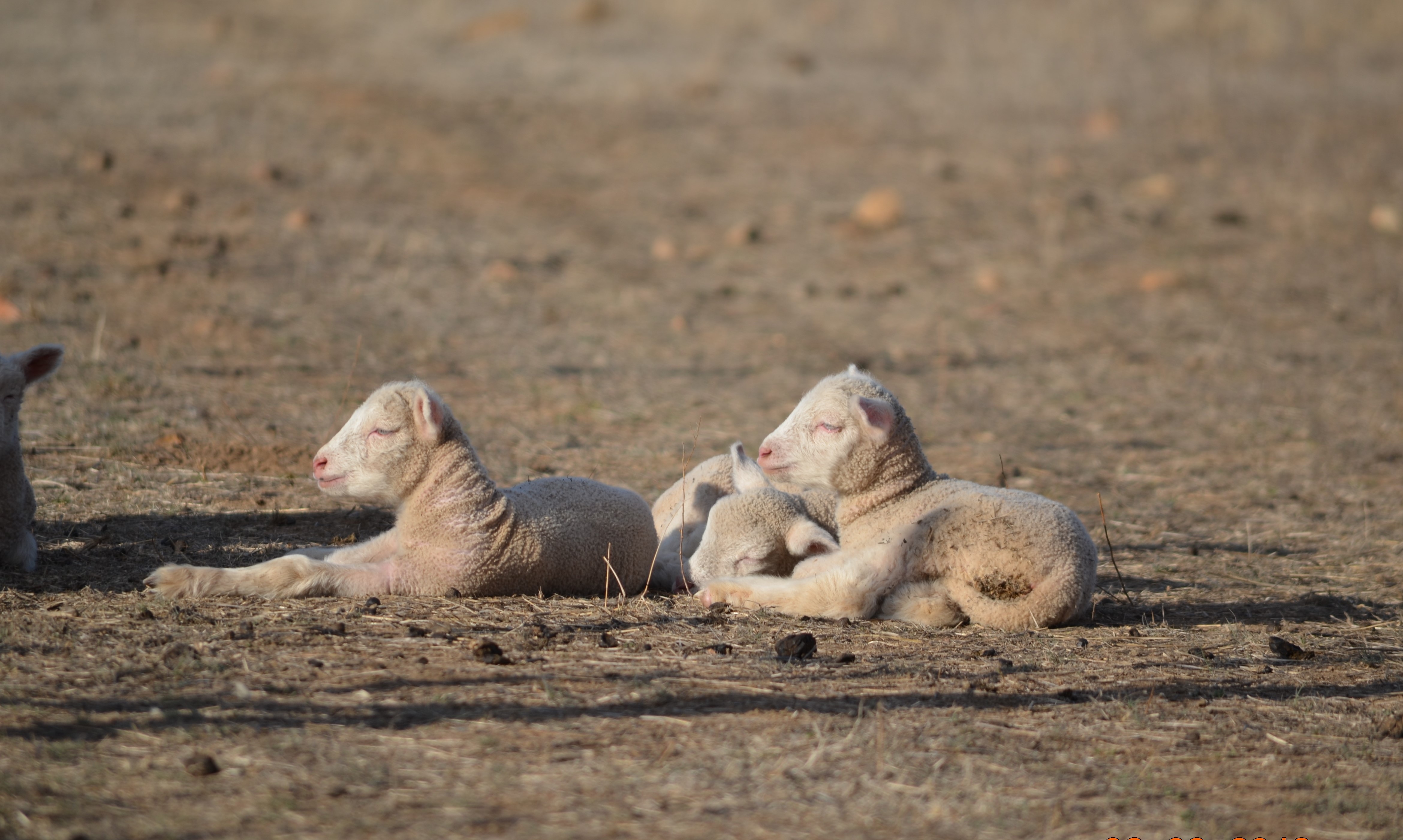 Lambs Spring Baby free image download