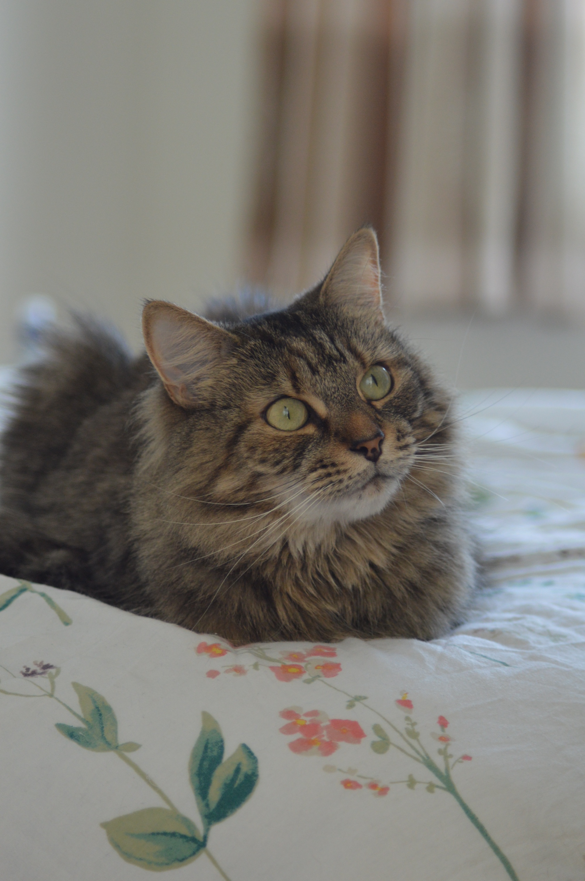 Cat Tabby Fur free image download
