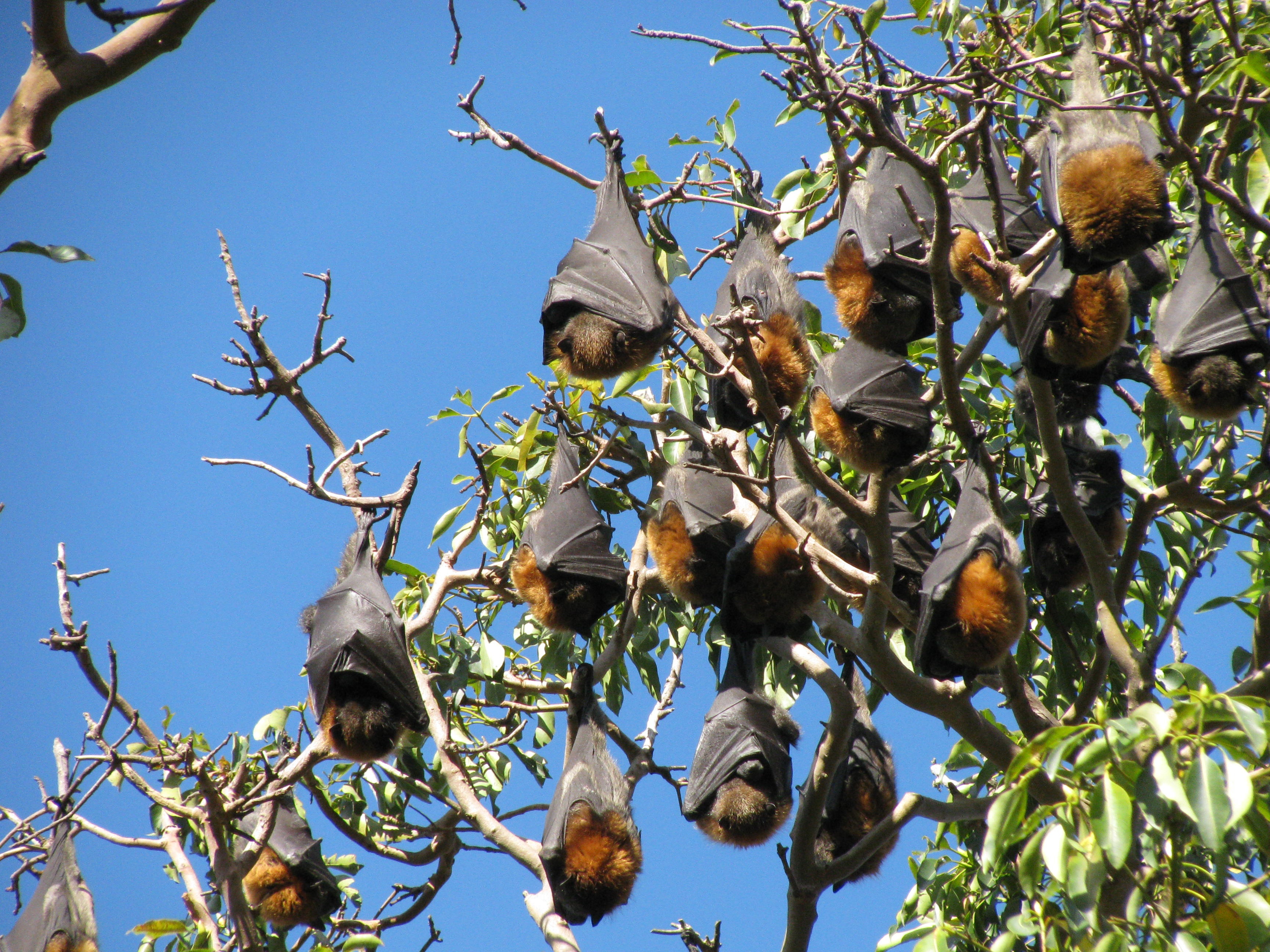 Bats Wildlife Australia Flying free image download