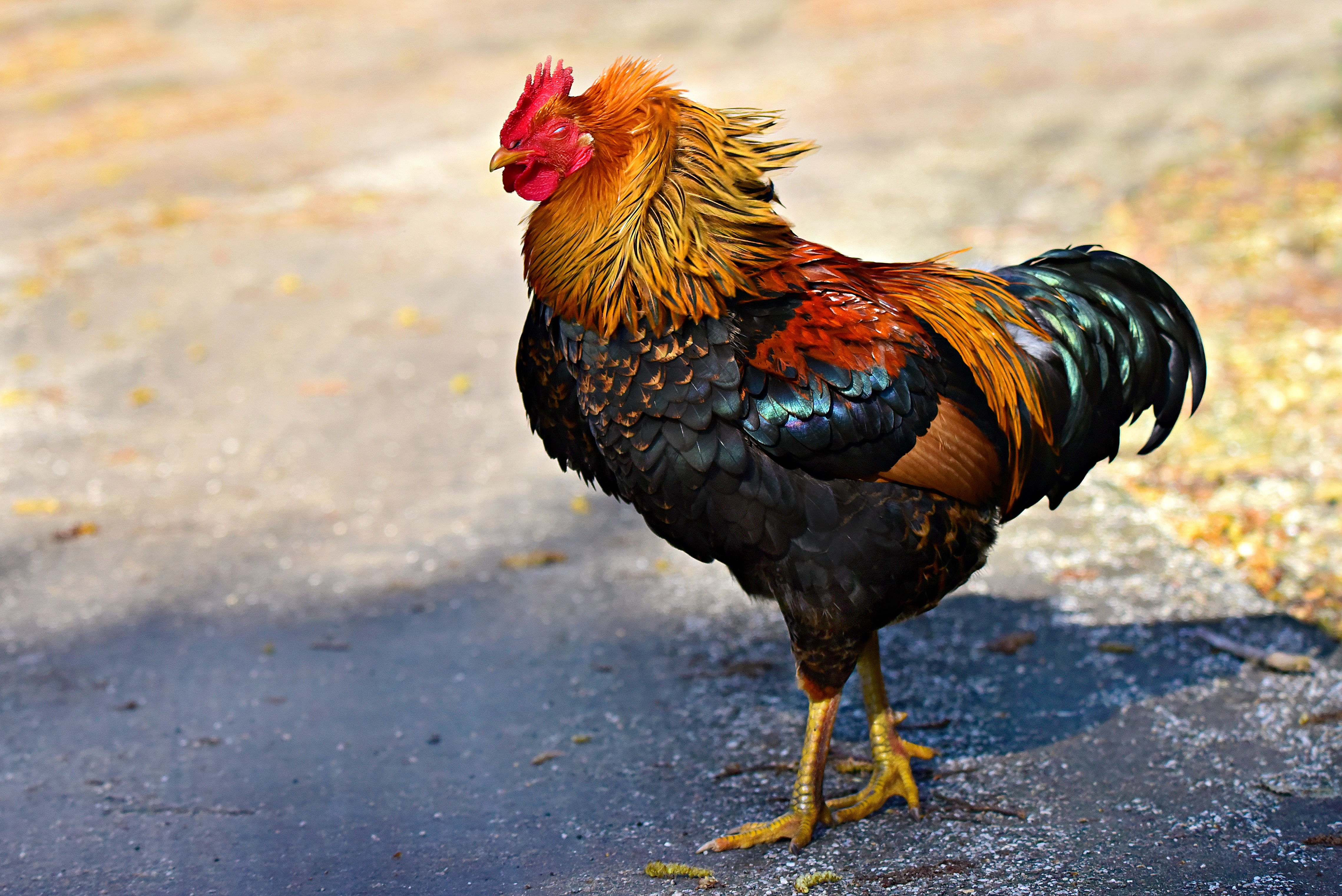 Rooster Chicken Bird free image download