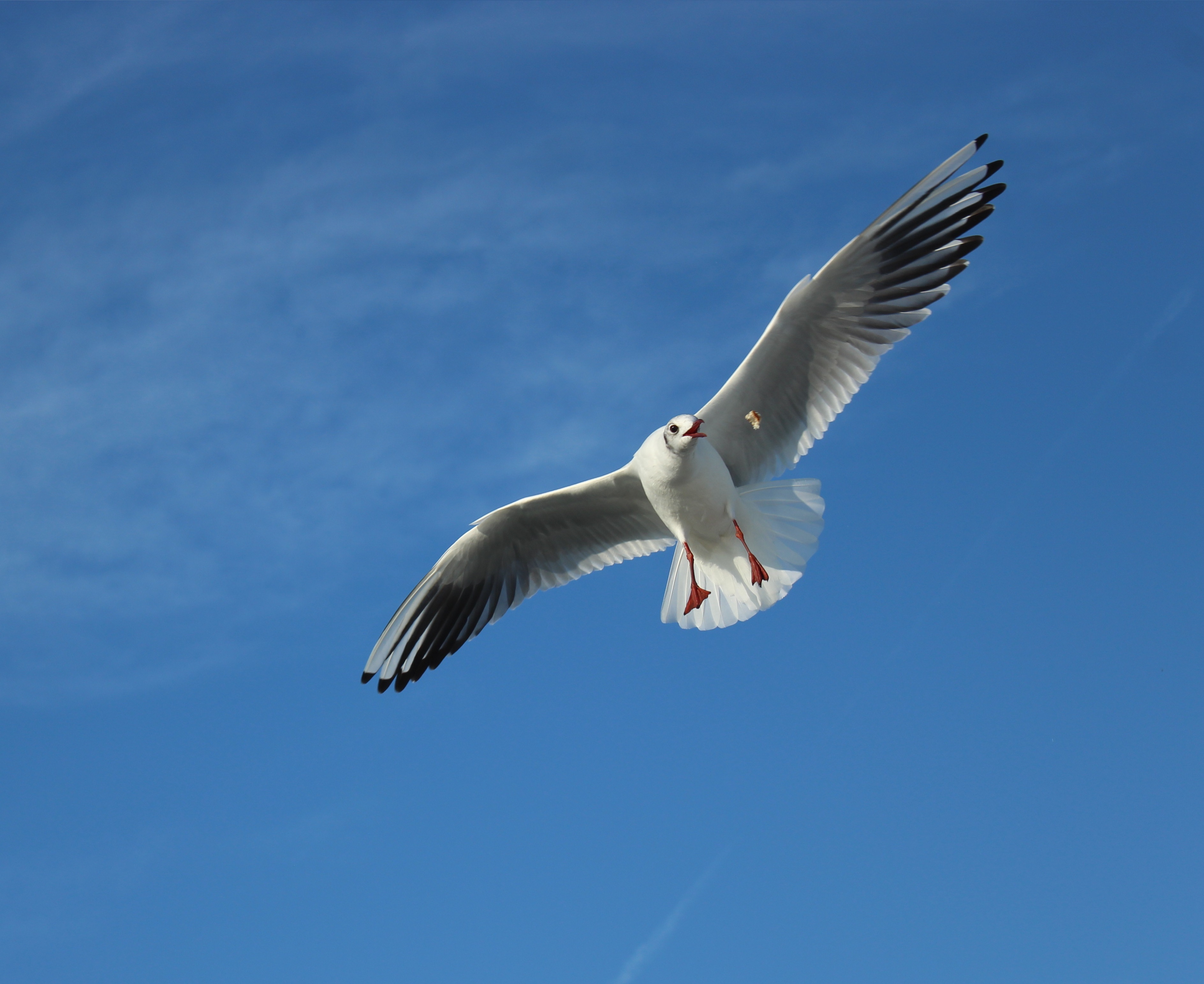 Seagull Gulls Marine free image download