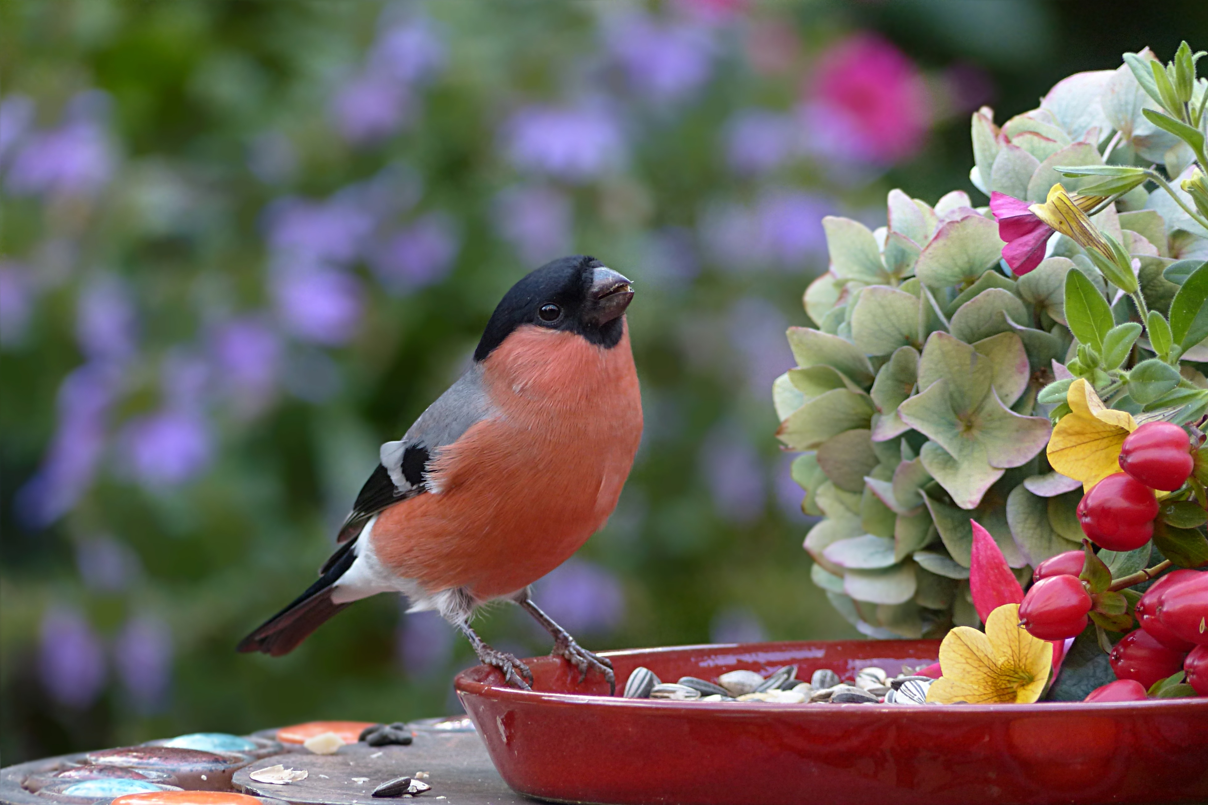 Animal Bird Bullfinch free image download