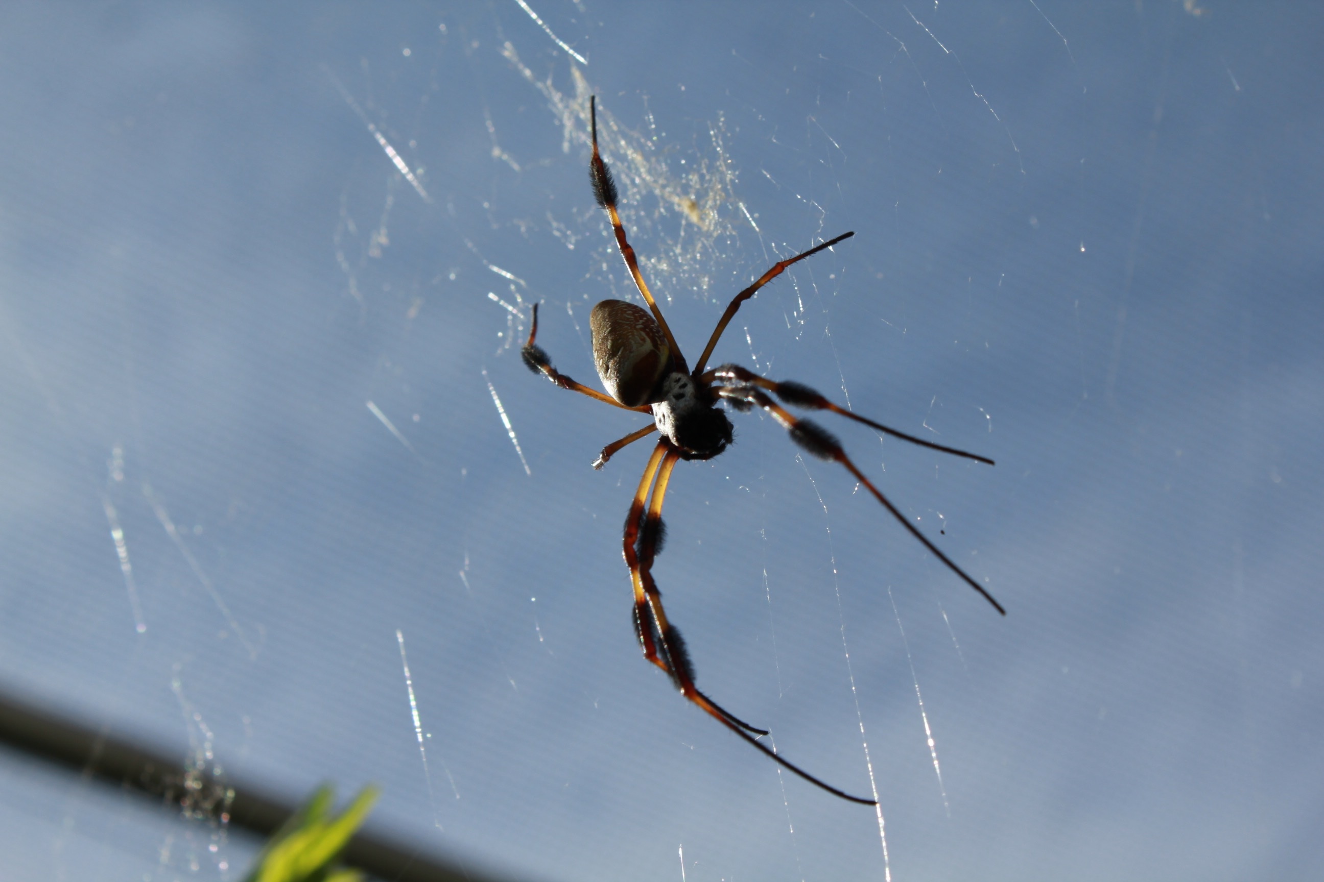 Spider Insect Arachnid free image download