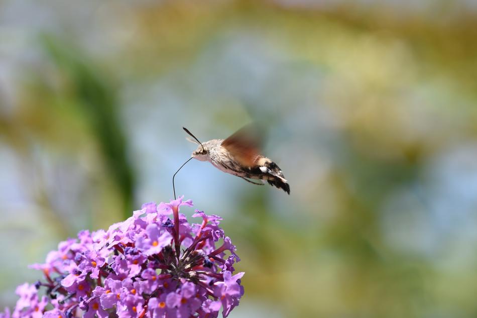 Hummingbird Hawk Moth Insect free image download