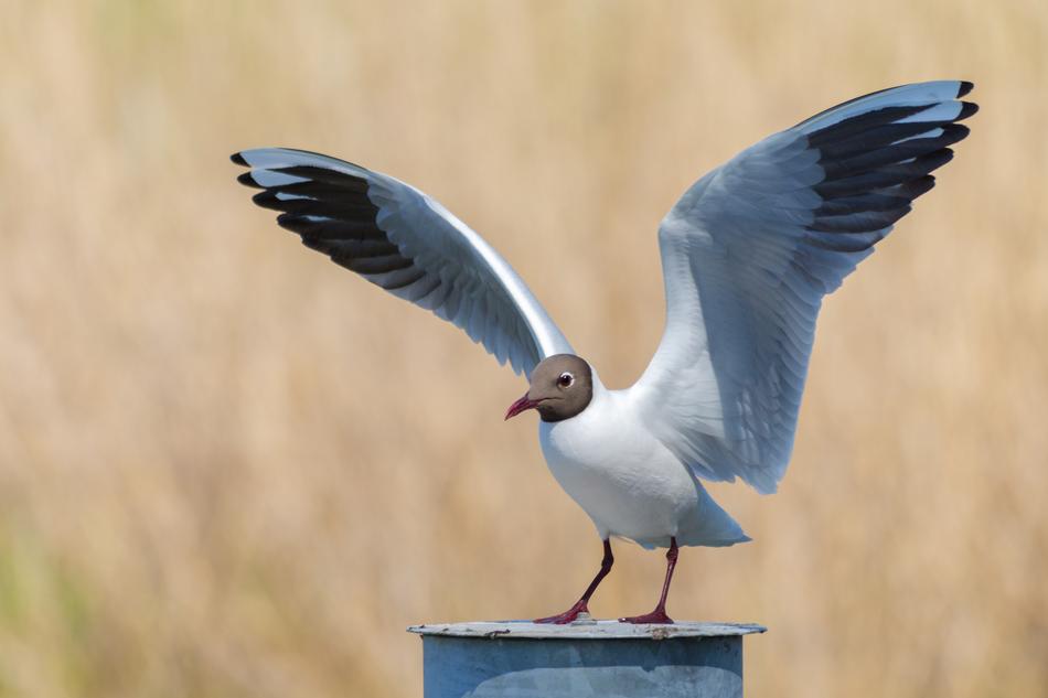 Animal Flying Start free image download