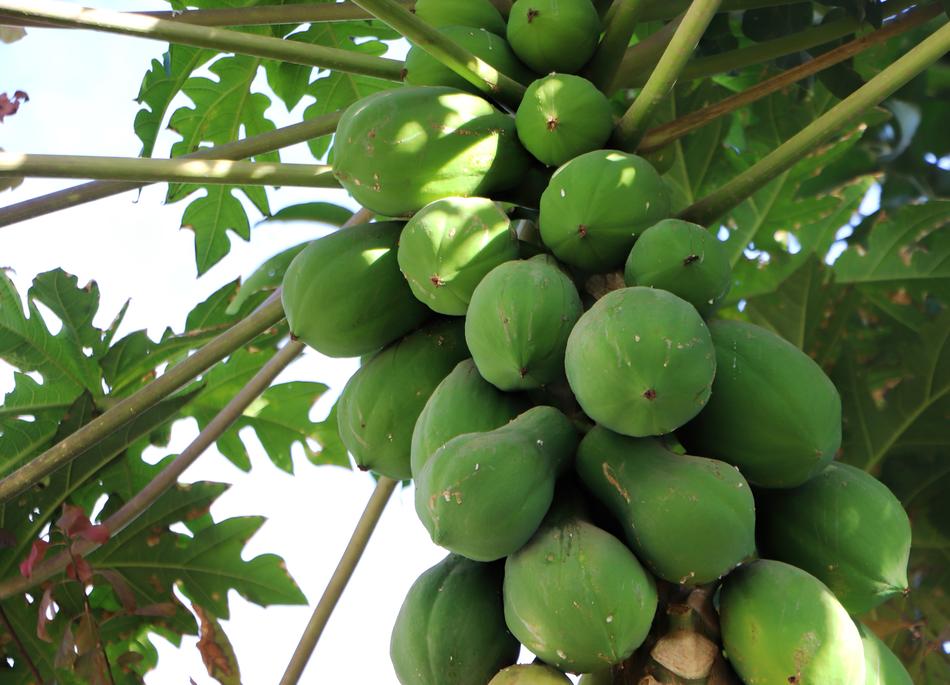 Green ripe papayas on a tree free image download