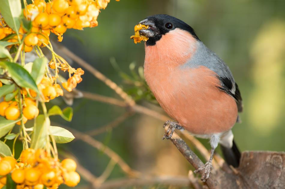 Bullfinch Gimpel Bird free image download