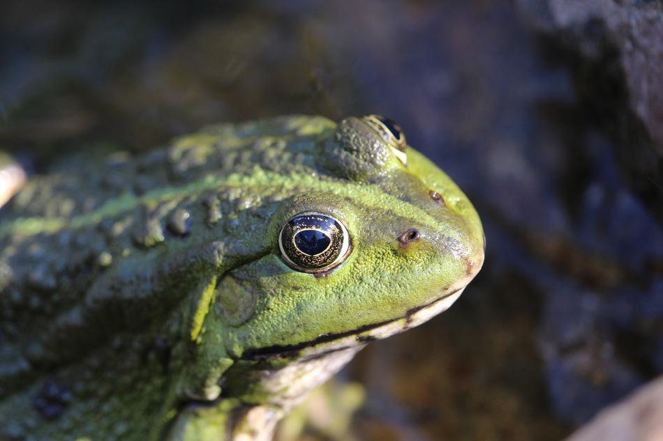 Green big toad on the lake free image download