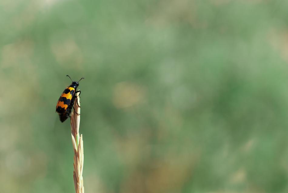 Nicrophoru Nicrophorus Americanus free image download