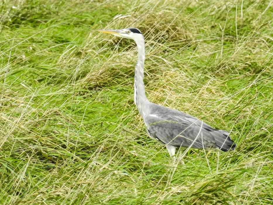 Grey Heron Water Bird free image download