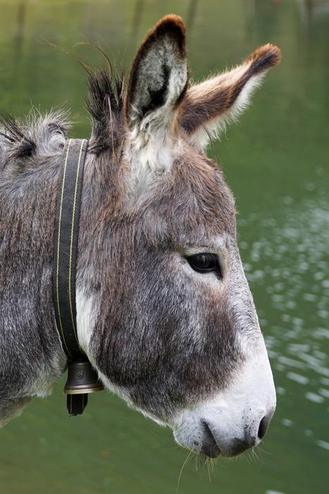 Donkey Animal Beast Of Burden free image download
