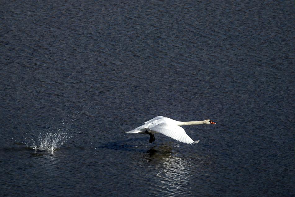 Swan running on the lake free image download