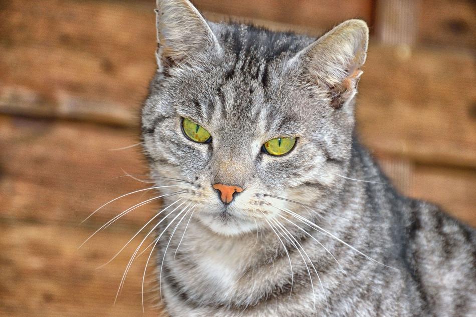 Eyes Portrait Animal free image download