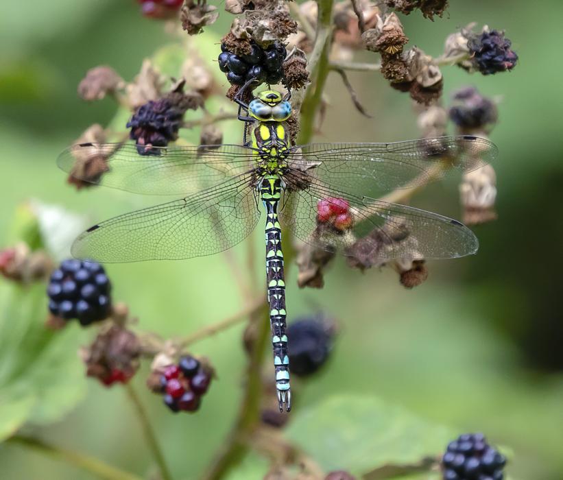 Dragonfly Wings Insect free image download