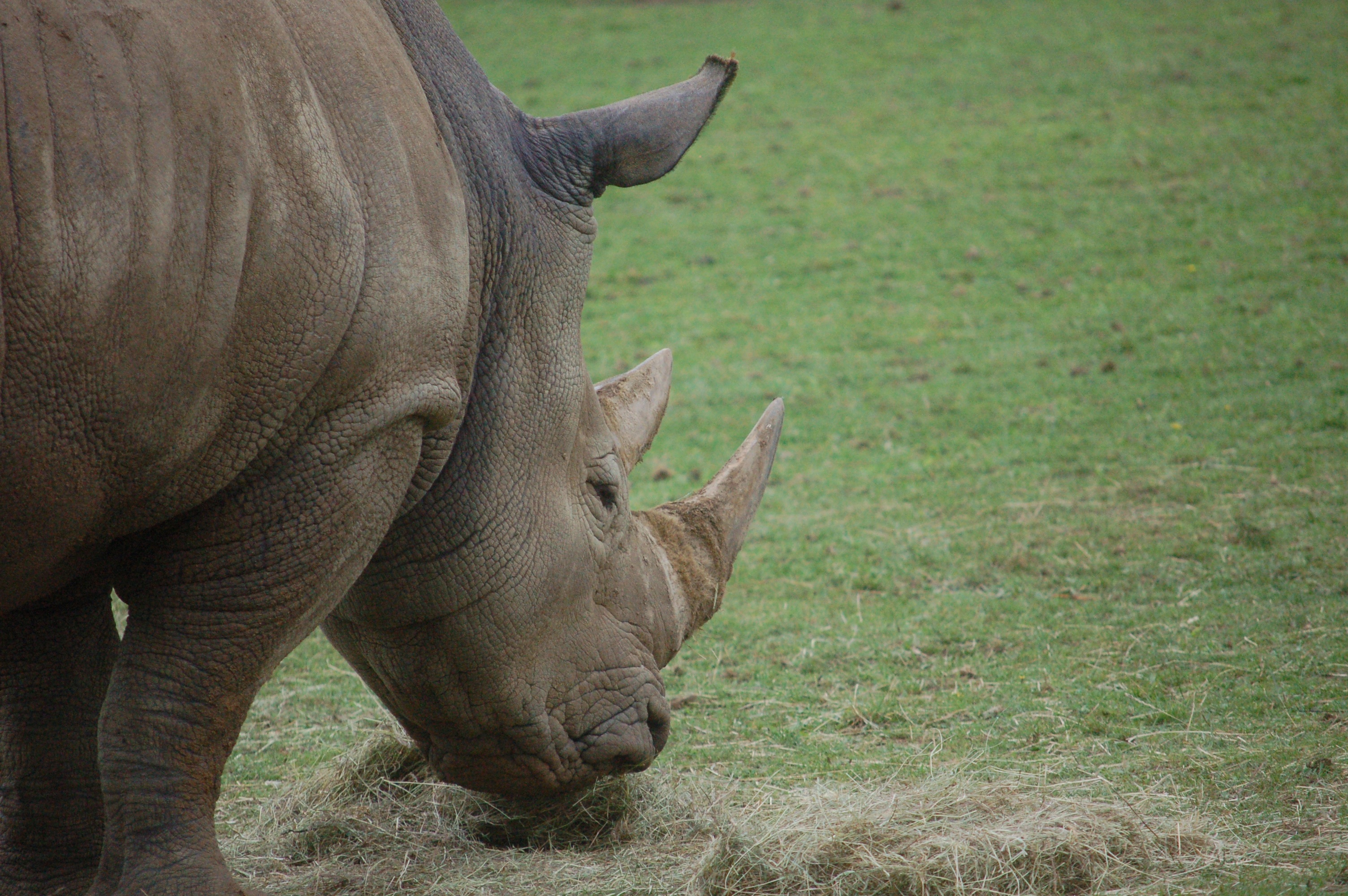 Rhinoceros Rhino Eating free image download