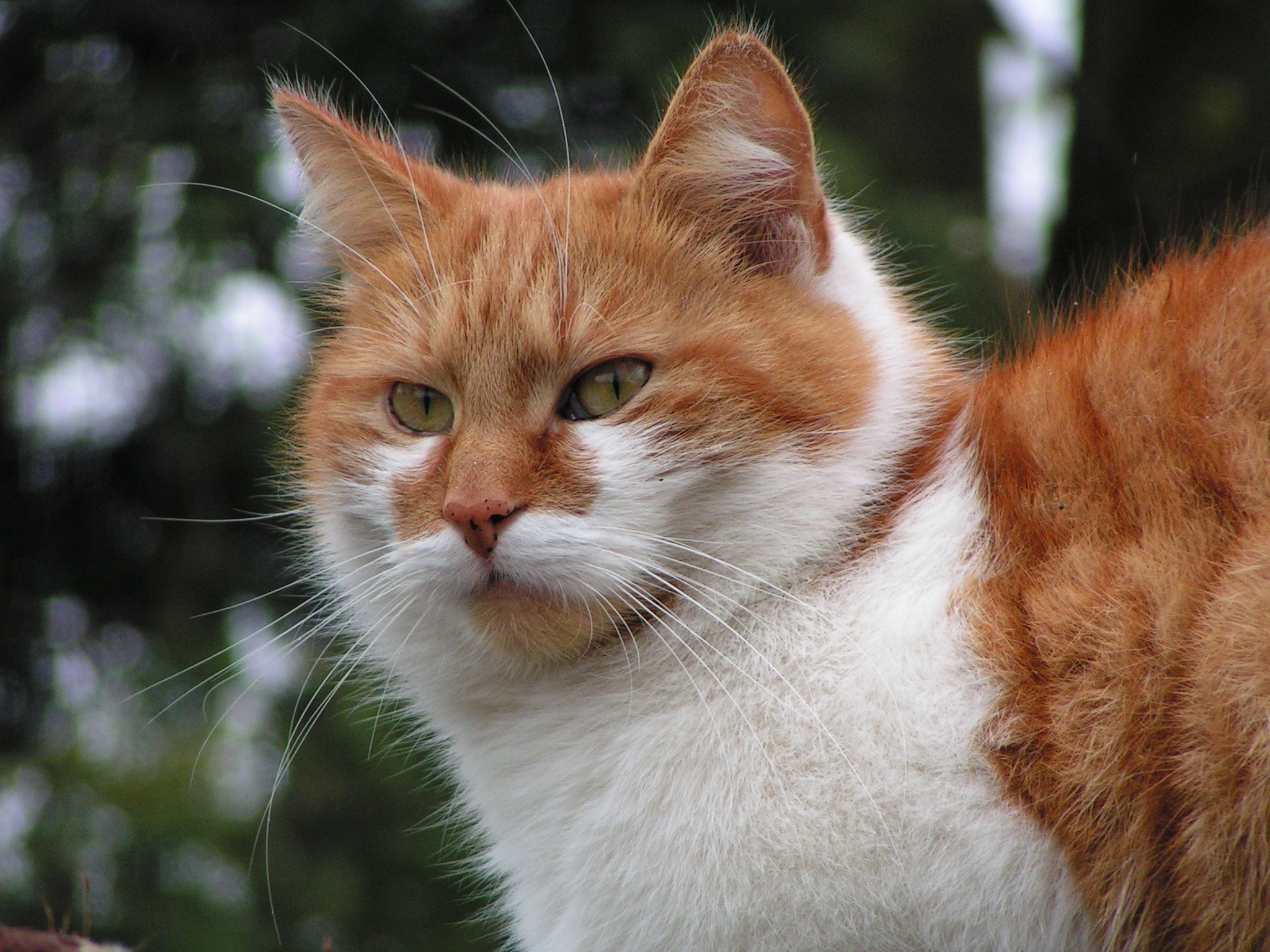Cat Red Tomcat Furry free image download