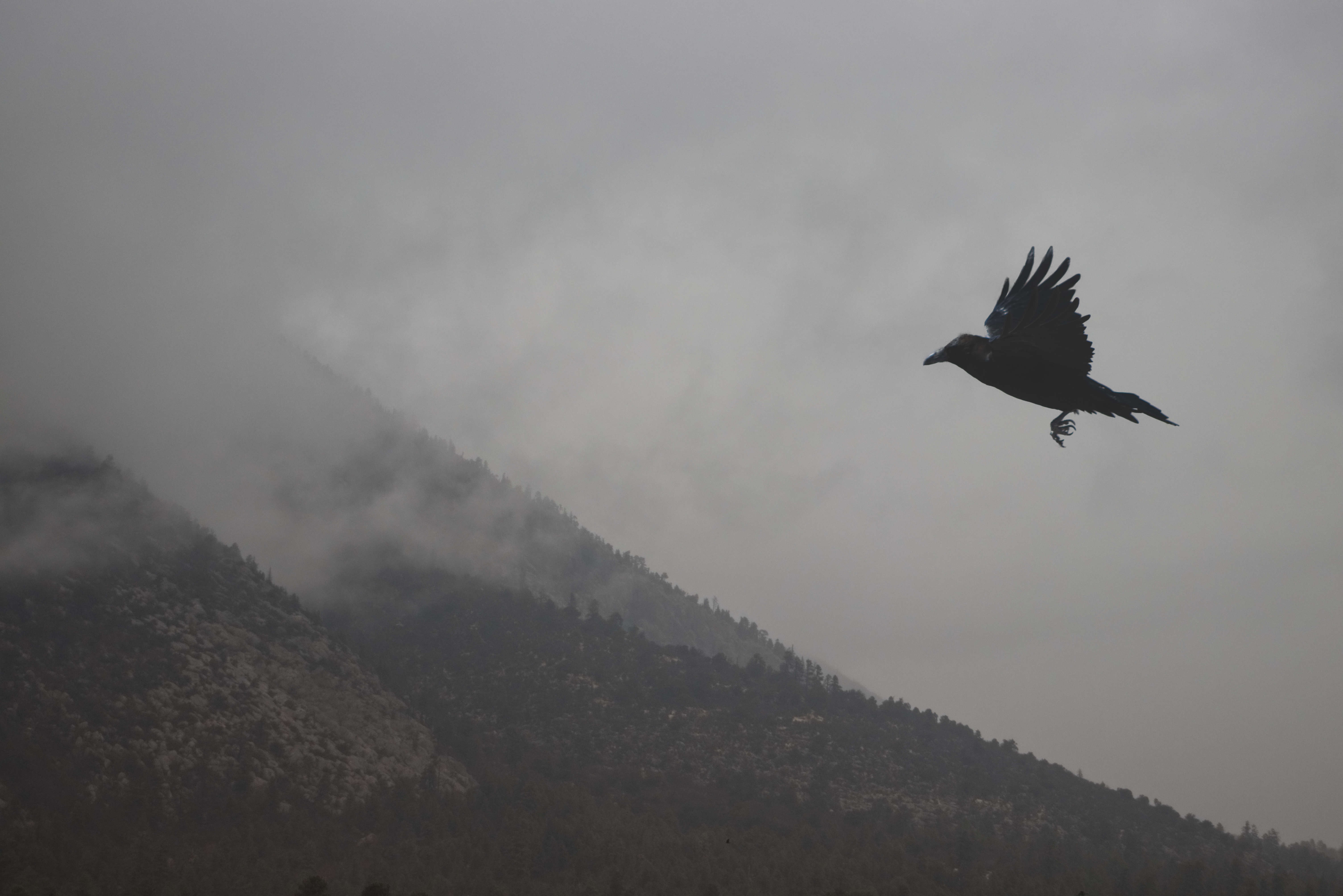 Bird Mountain Tree free image download
