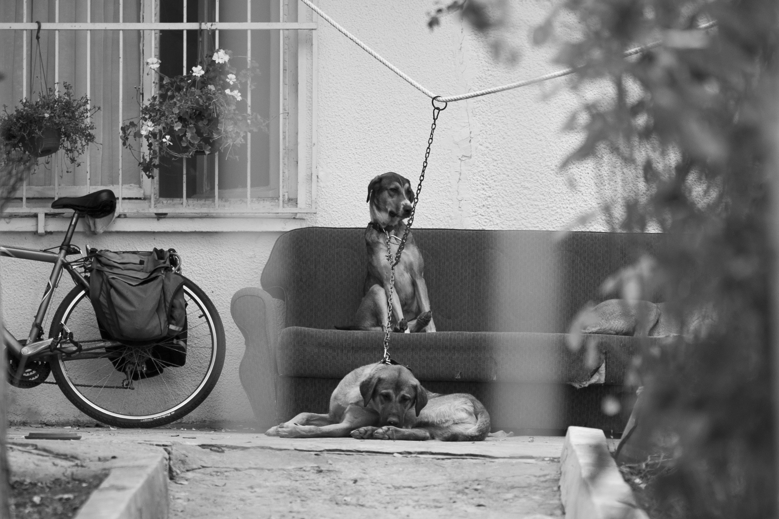 Dogs Home Innocent free image download