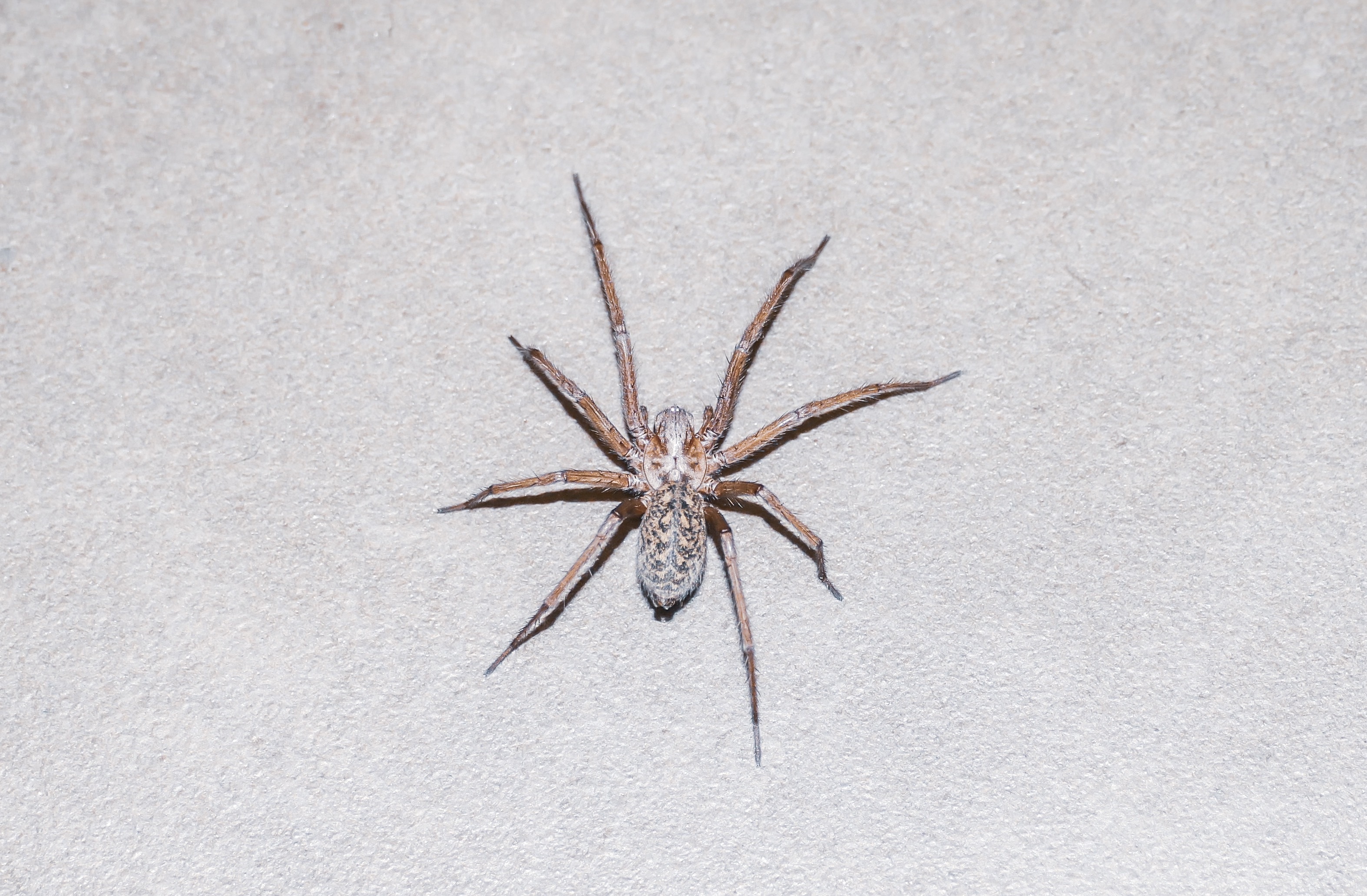 Spider Animal Nature free image download