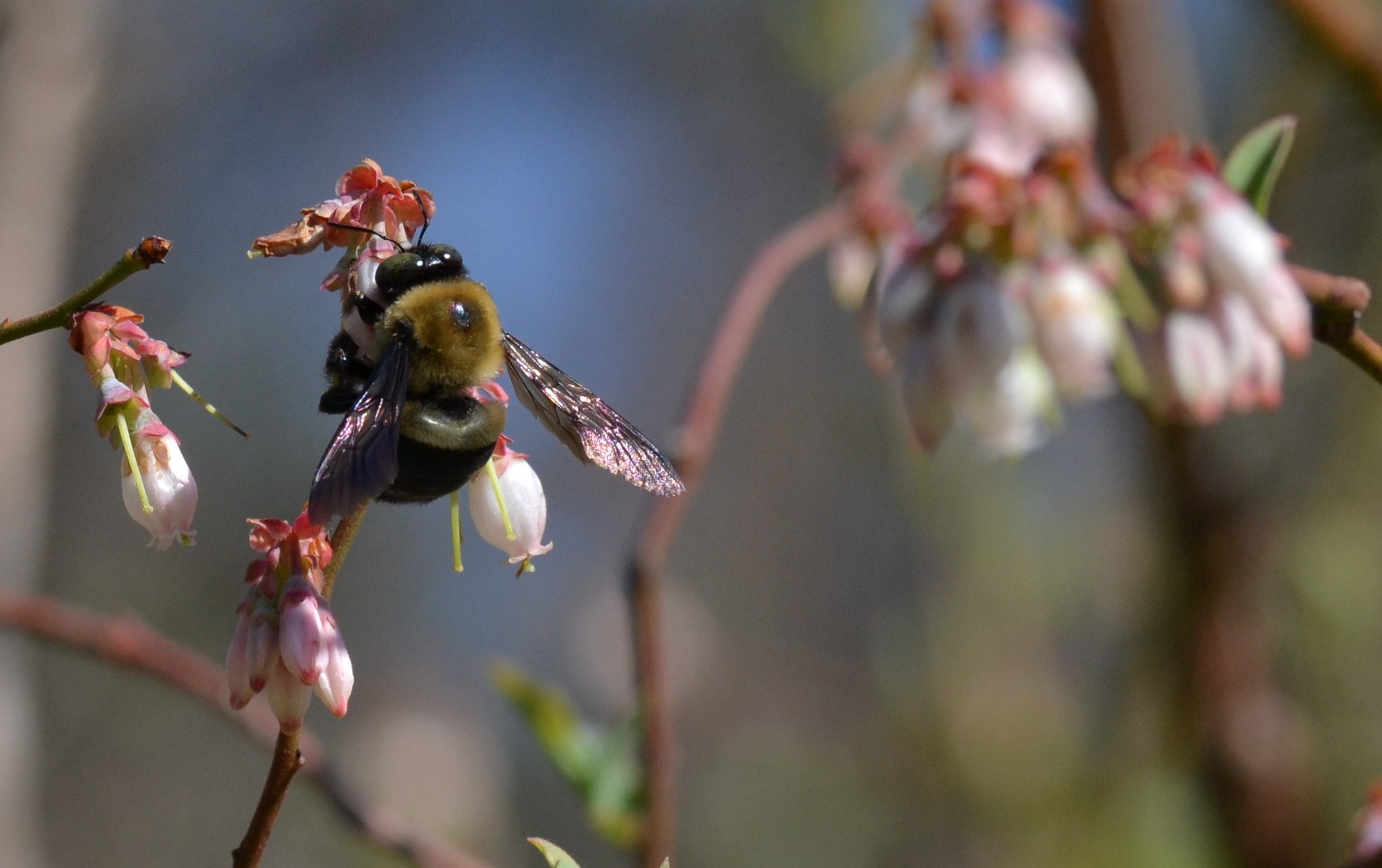 Bee Blueberry Pollinator free image download