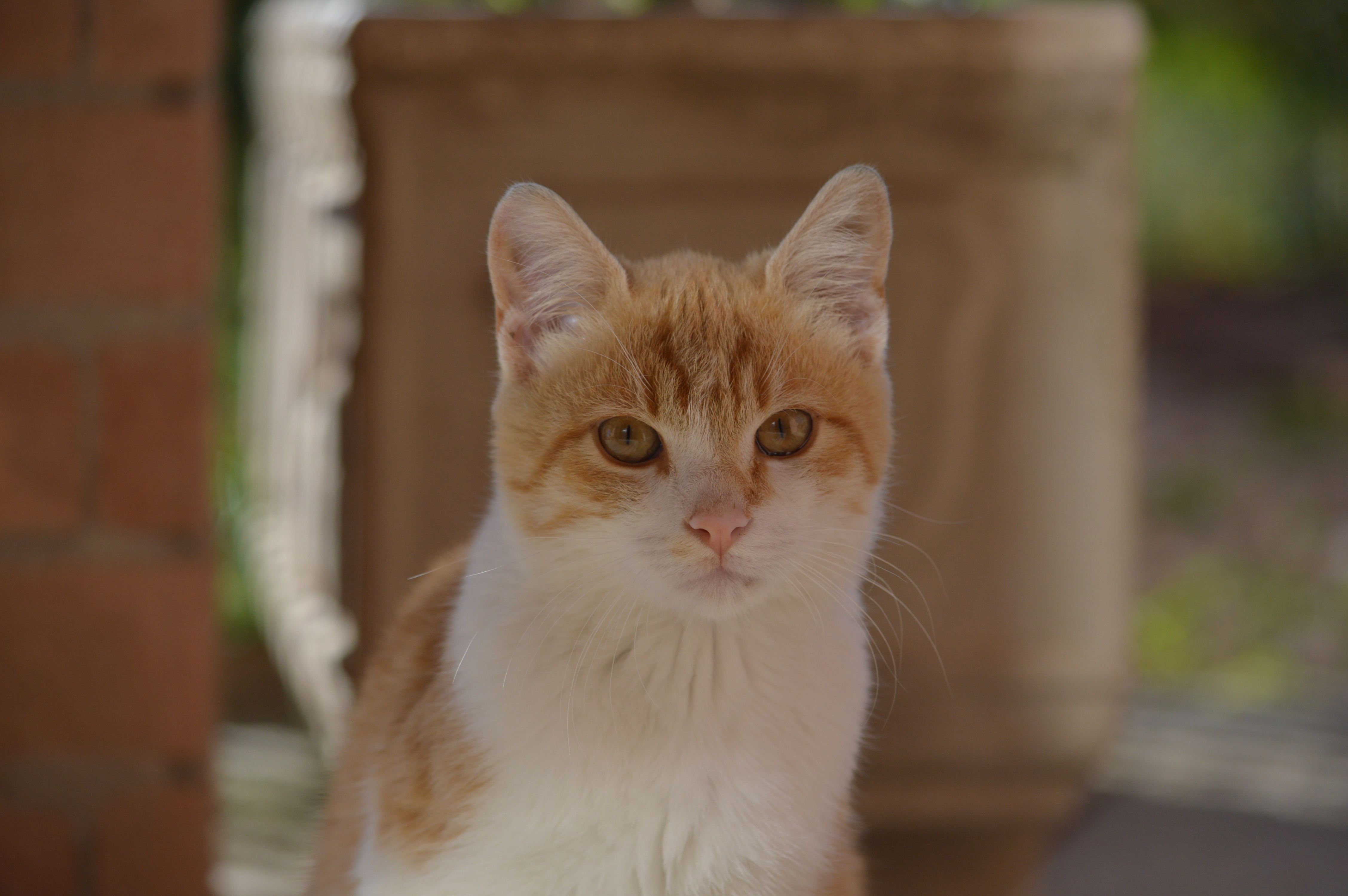 Cat Look Feline free image download