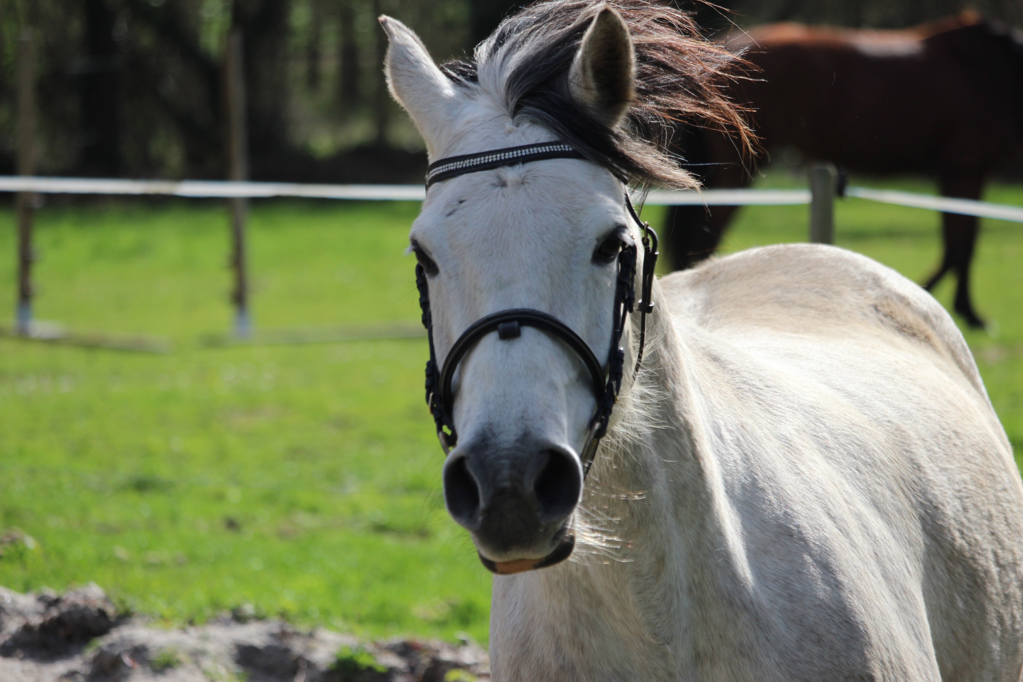 Horse Horses Animals free image download