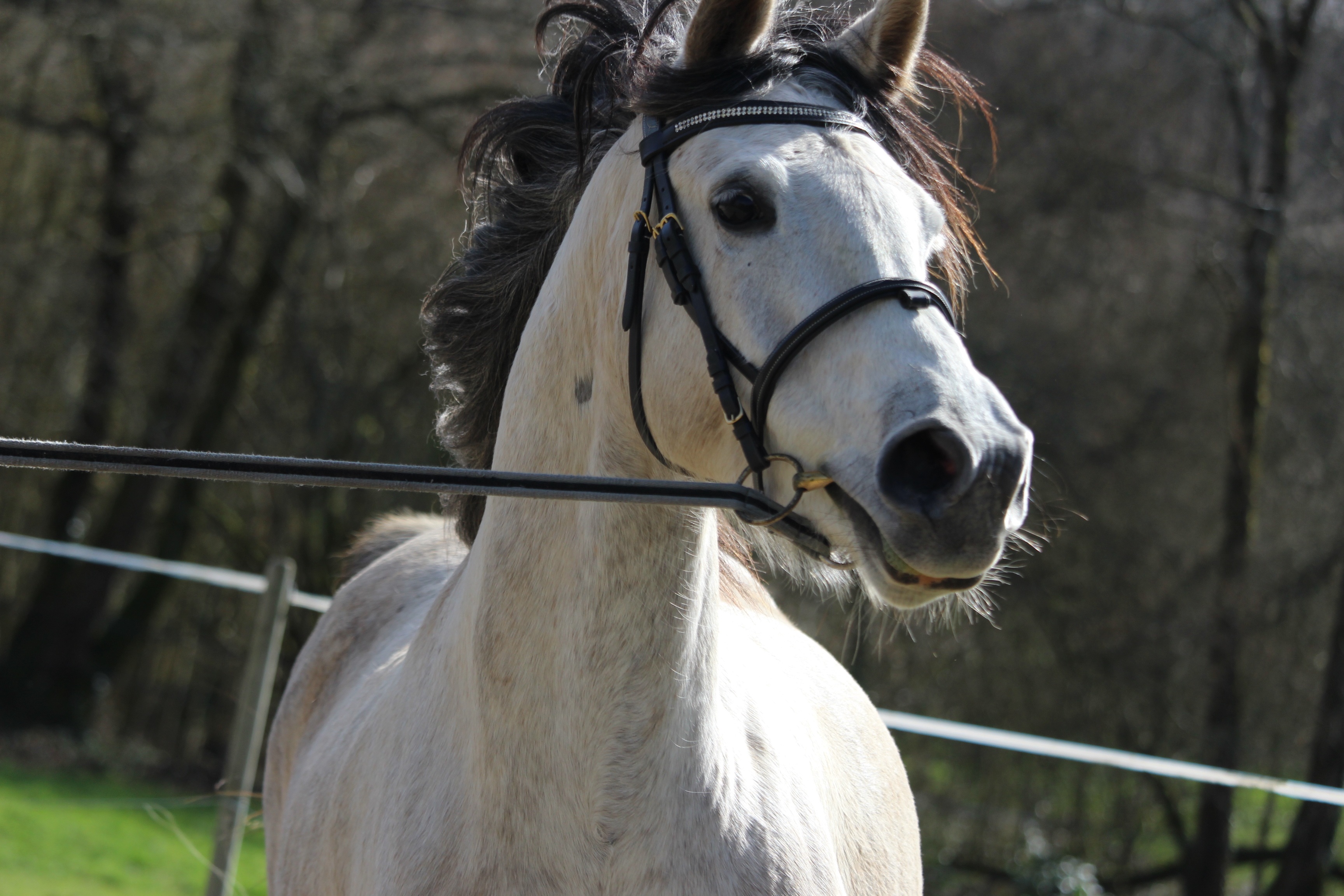 Horse Horses Animals free image download