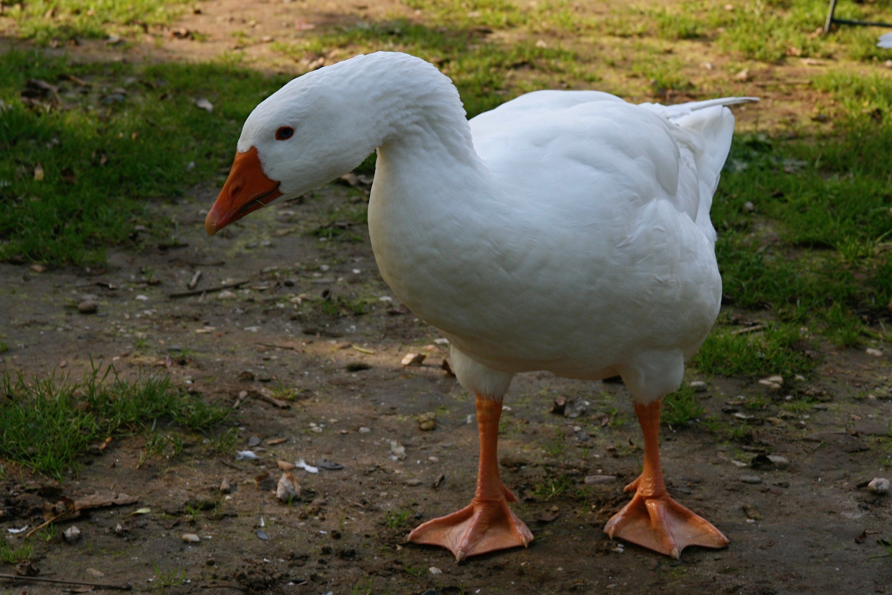 Pet Goose White free image download