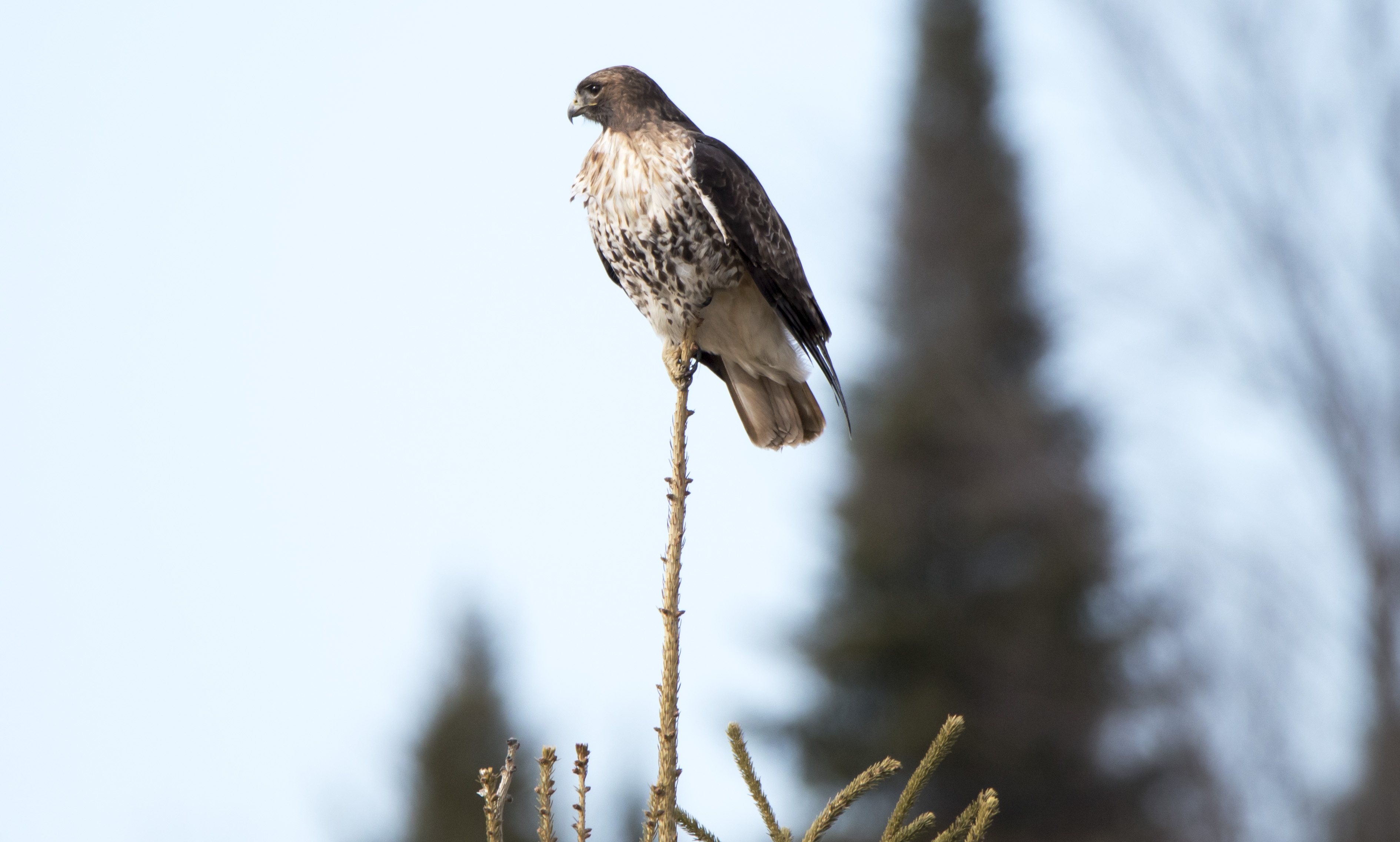 Hawk Bird Red free image download
